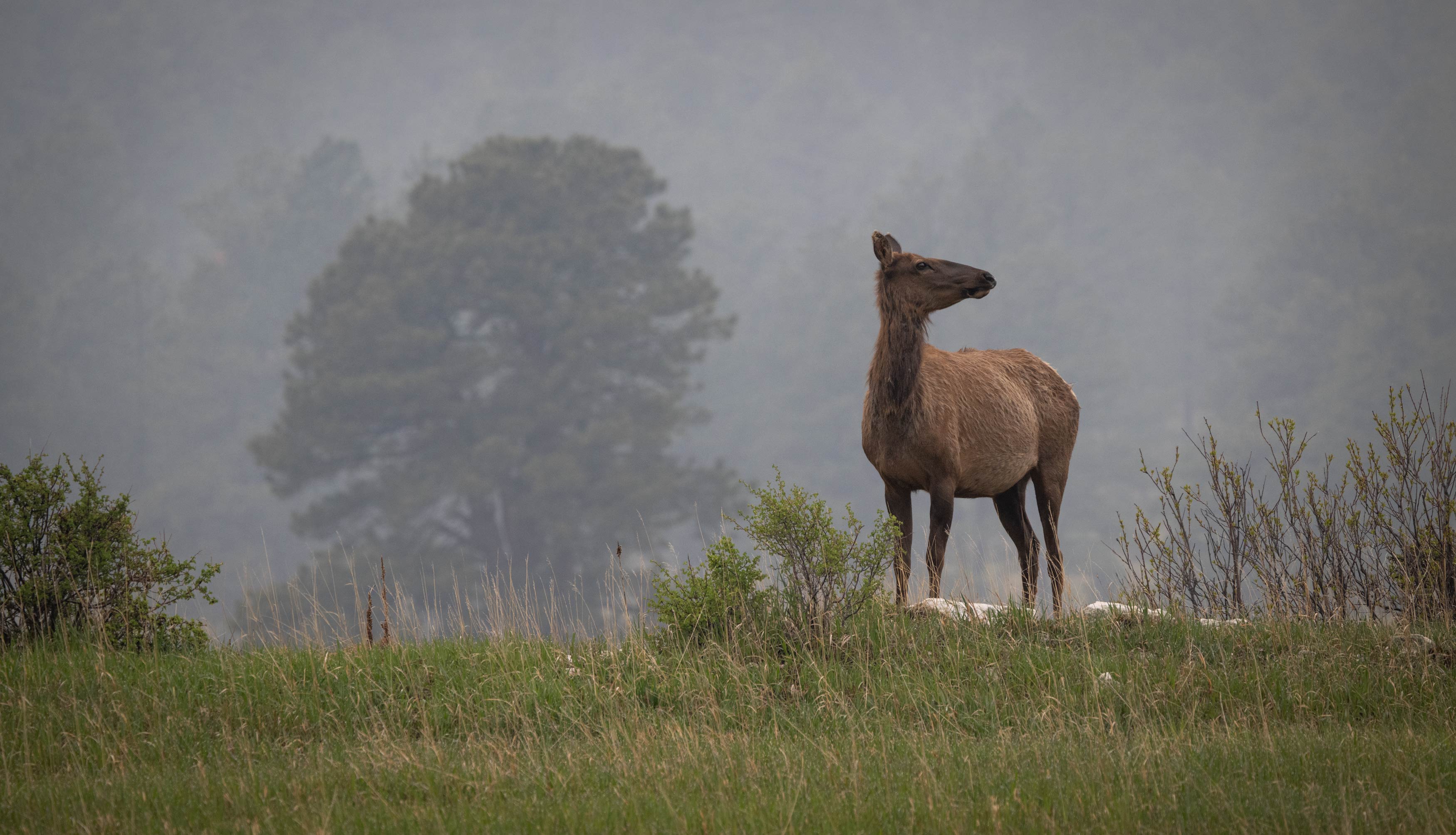 EverBean - Lakeside Coffee & Provisions